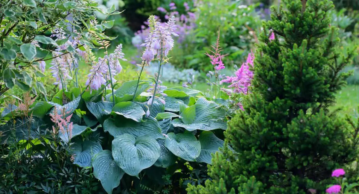 Hosta and Astilbe Garden: Creating Your Perfect Shade Oasis