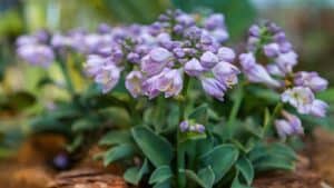 Miniature Hostas: What They Are and How to Care for Them – Rain Tree ...