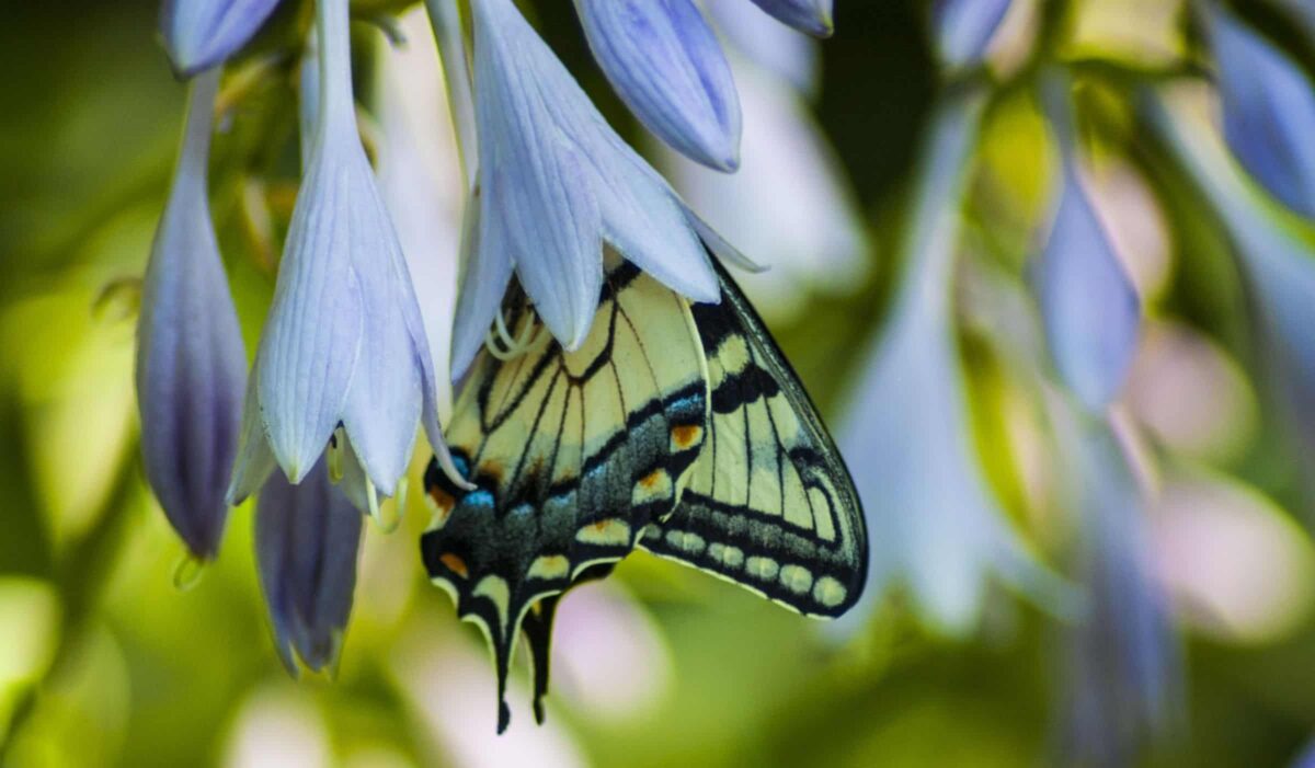 Lovely Hosta Flowers – A Delightful Summer Garden Surprise