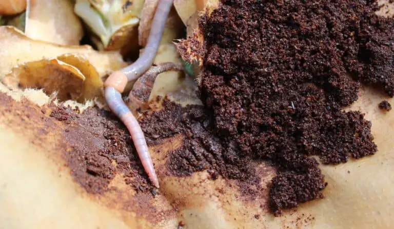 Stop Slugs on Hostas: Here's How to End the Menace!