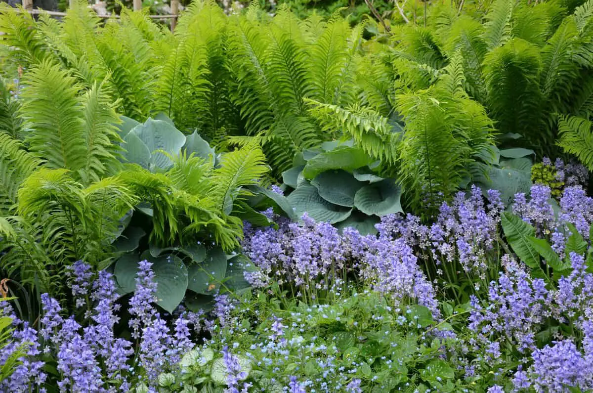 Fern and Hosta Garden: Crafting Your Shade-Loving Retreat