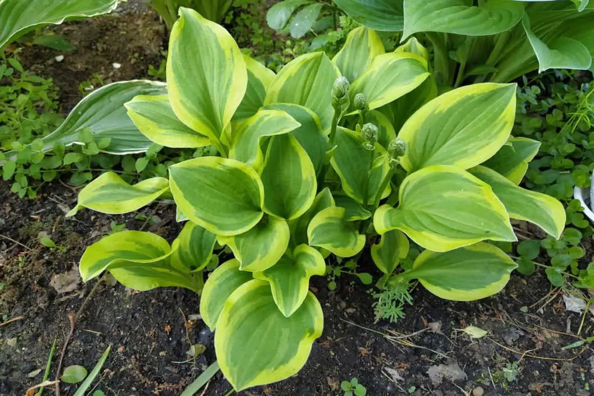 Grow Golden Tiara Hosta: A Shimmering Garden Gem