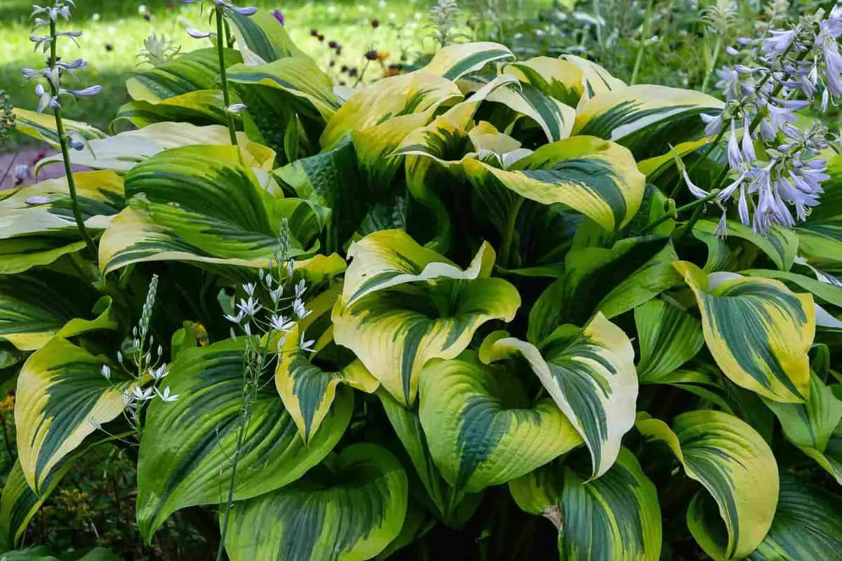 Yellow Hostas: Stunning Foliage for an Eye-Catching Garden