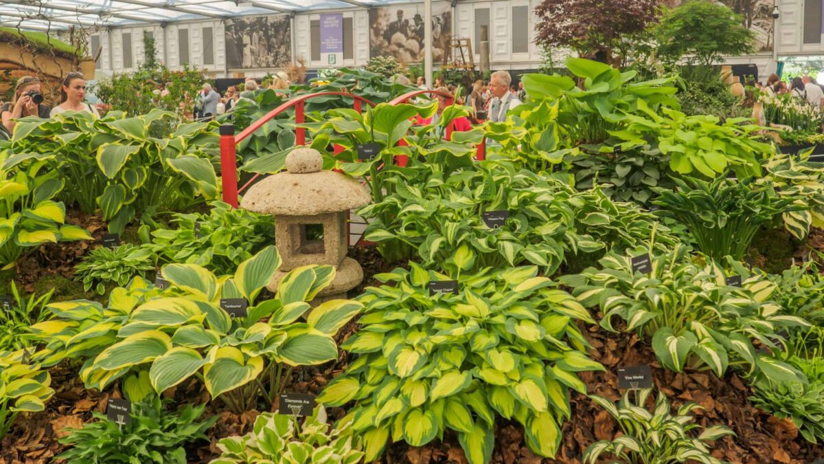 Hostas in Rock Gardens” Here’s What Really Matters