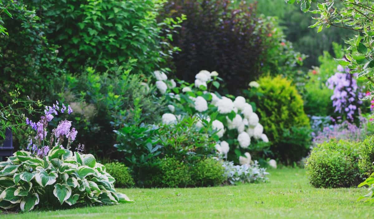 Landscaping with Hydrangeas and Hostas: The Ultimate Duo