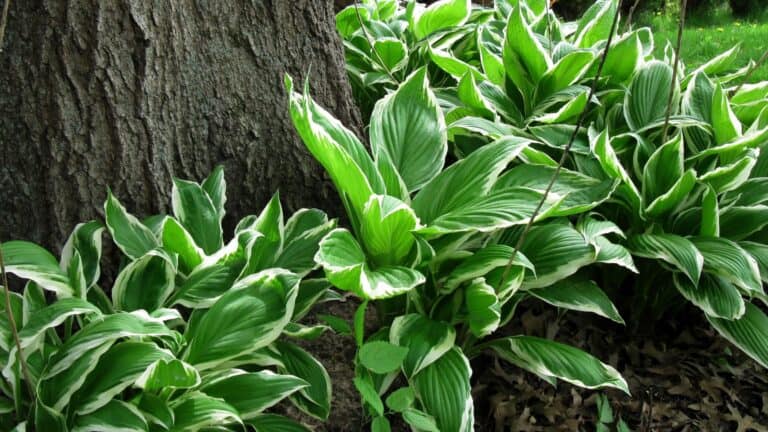 How to Grow Hostas Under Trees – Learn How to Succeed