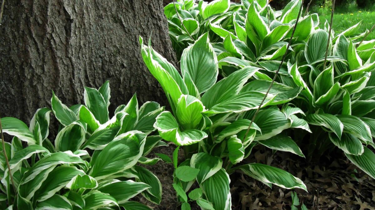 How to Grow Hostas Under Trees – Learn How to Succeed – Rain Tree Gardens