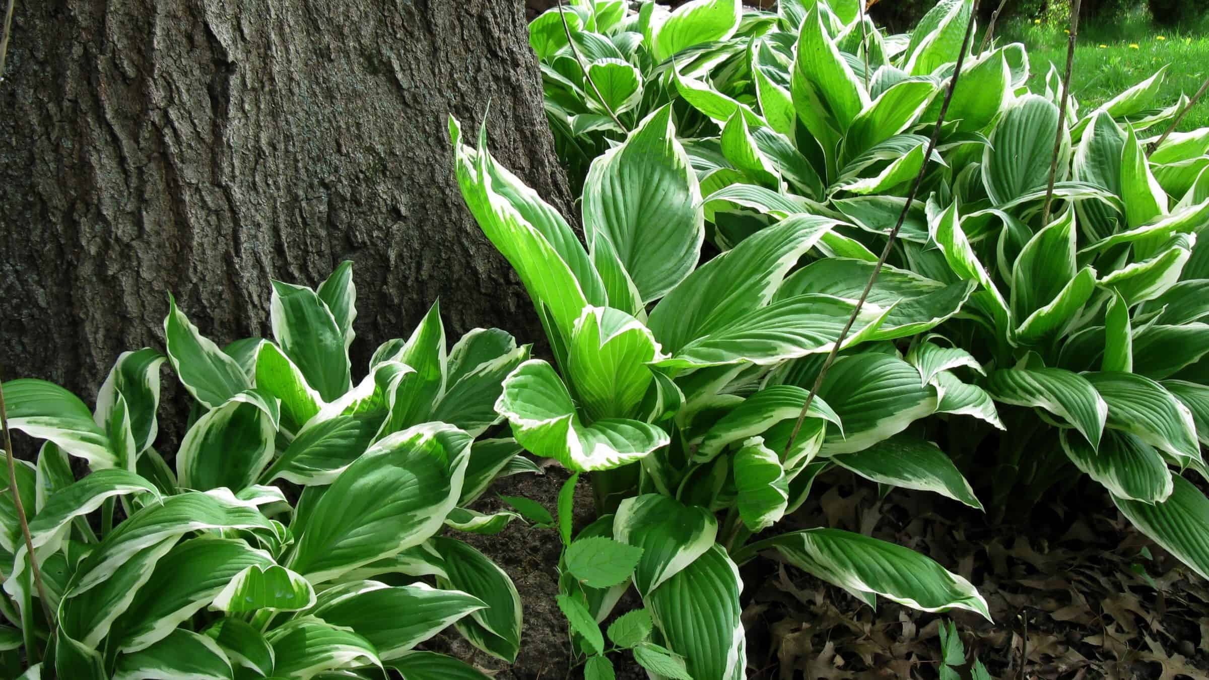 How to Grow Hostas Under Trees