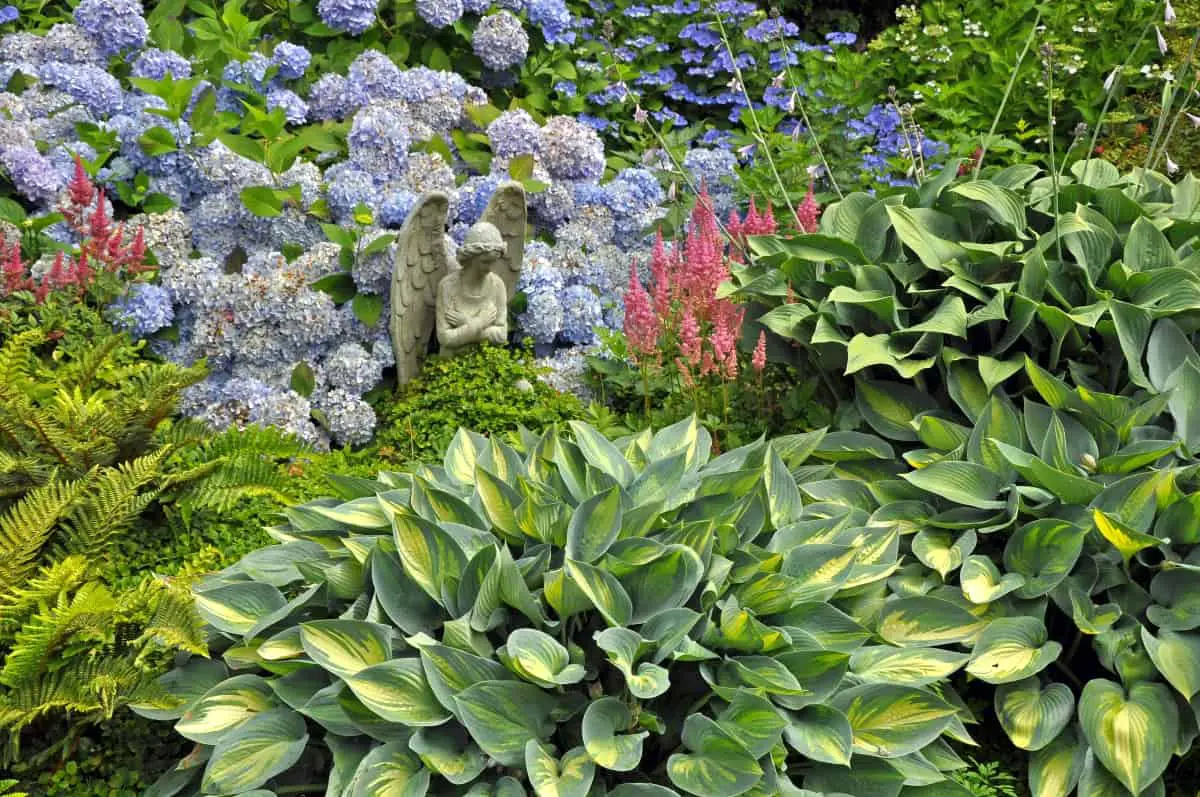 Landscaping with Hydrangeas and Hostas: The Ultimate Duo