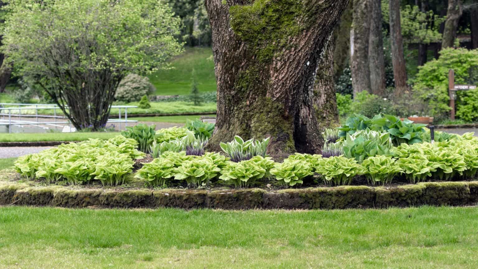 How to Grow Hostas Under Trees