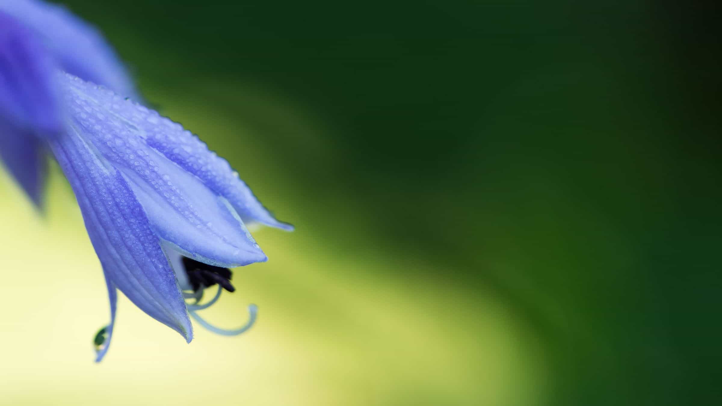 Lovely Hosta Flowers – A Delightful Summer Garden Surprise