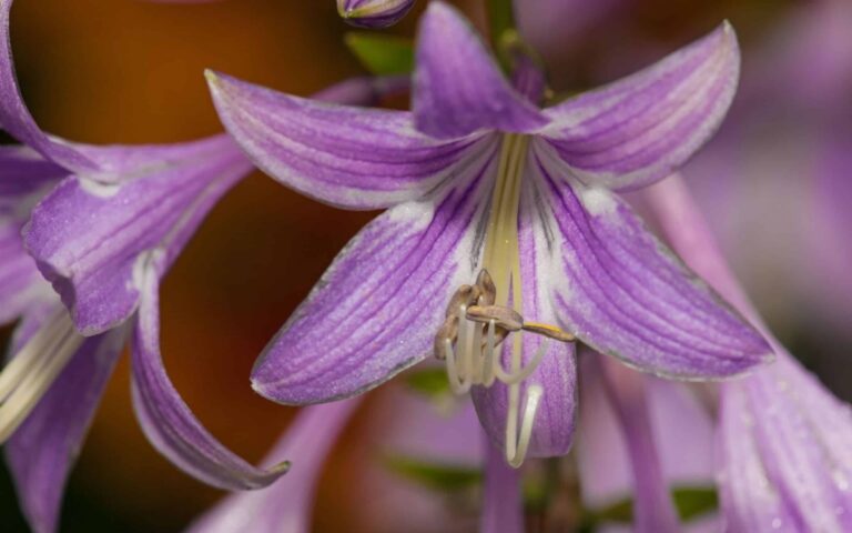 Lovely Hosta Flowers – A Delightful Summer Garden Surprise