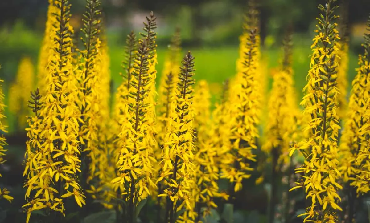 Hosta Companion Plants: My Secrets to a Stunning Garden