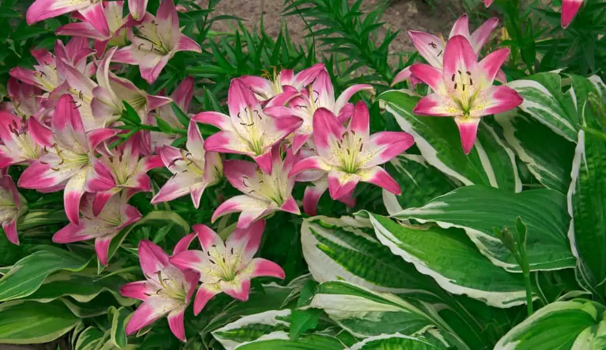 Hosta Companion Plants: My Secrets to a Stunning Garden