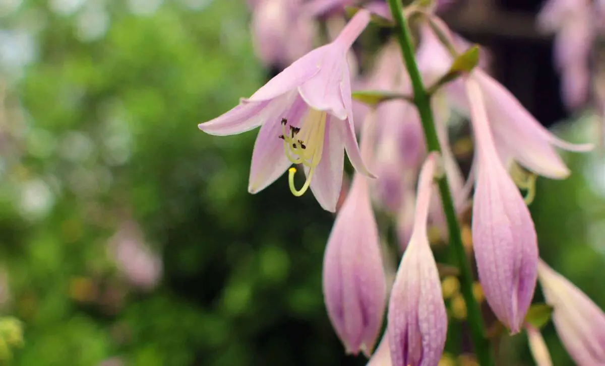 Lovely Hosta Flowers – A Delightful Summer Garden Surprise
