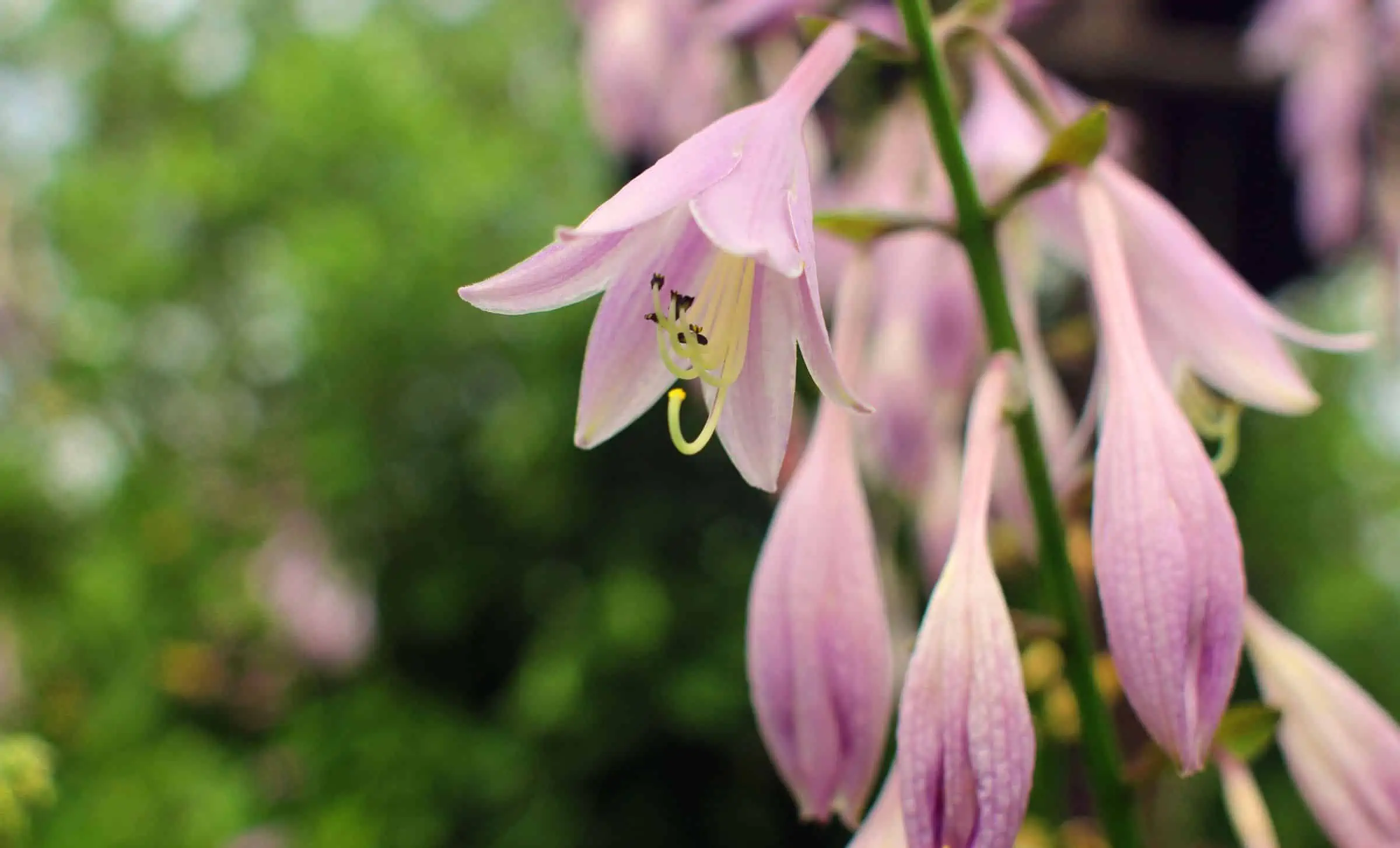 Lovely Hosta Flowers – A Delightful Summer Garden Surprise