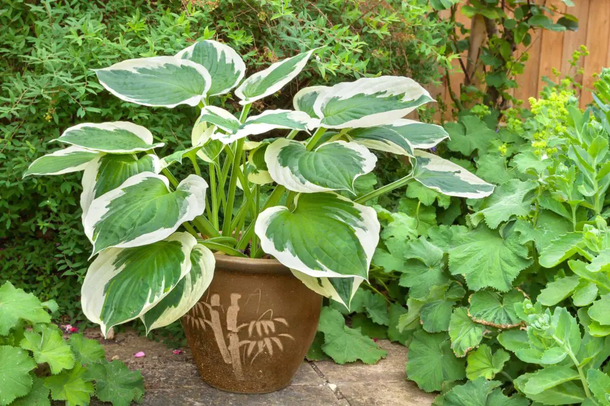 Yes! You Can Grow Hostas in Pots – It’s Real Easy