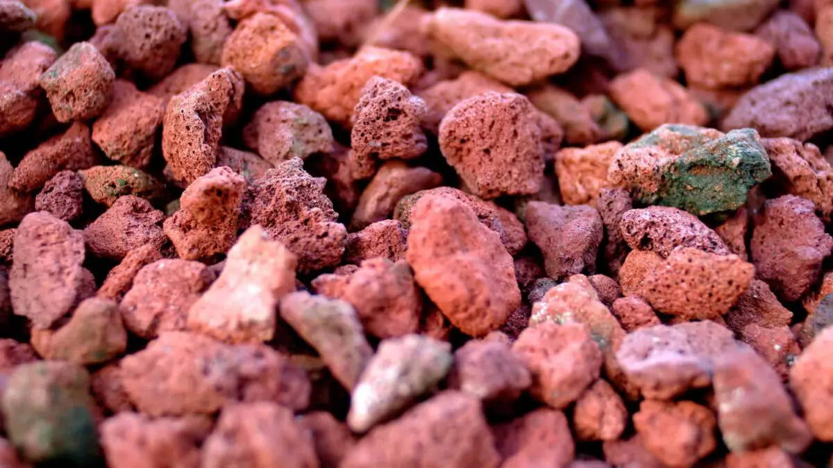 Hostas in Rock Gardens” Here’s What Really Matters