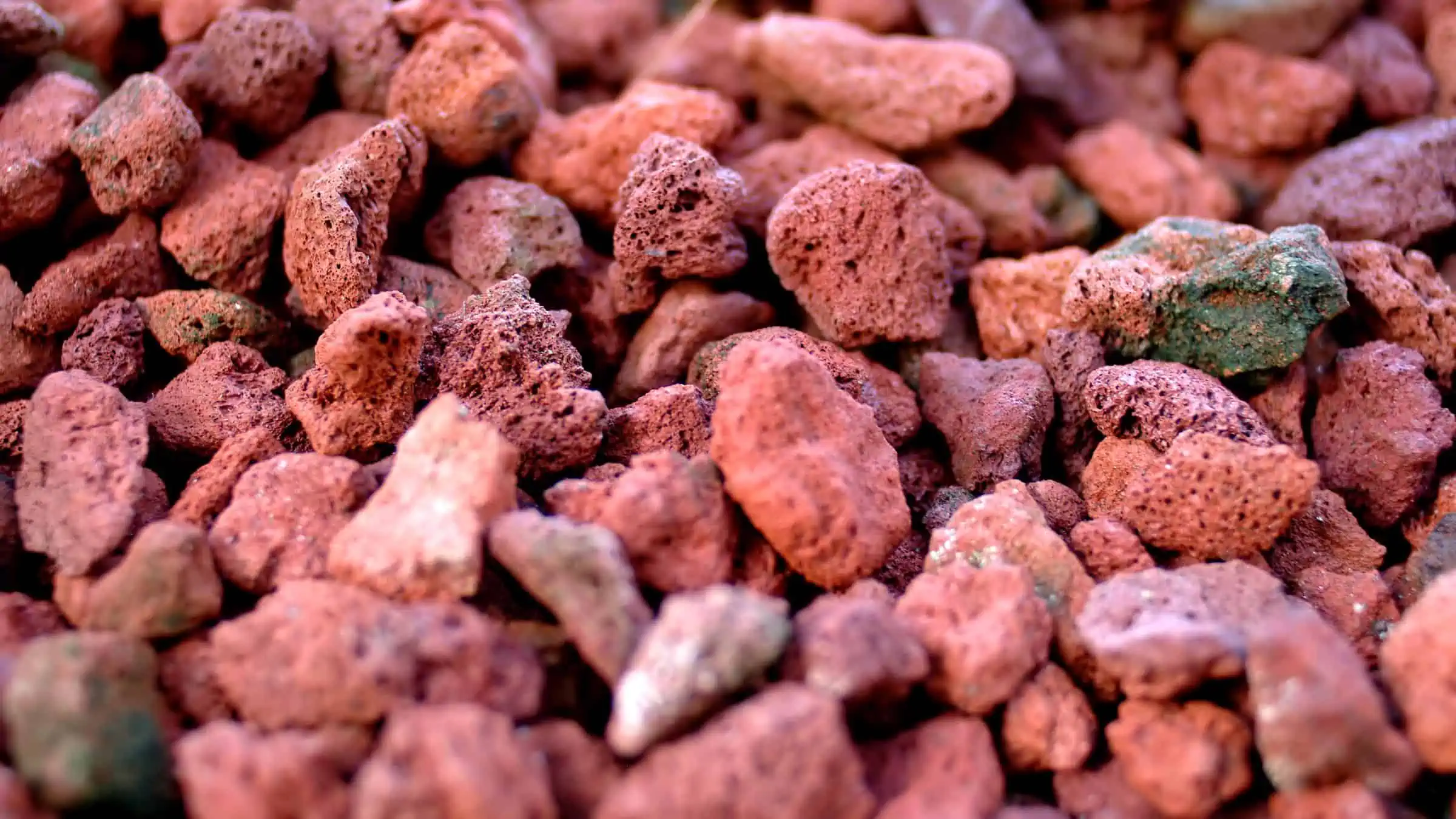 How to Plant Hostas in Rock Gardens