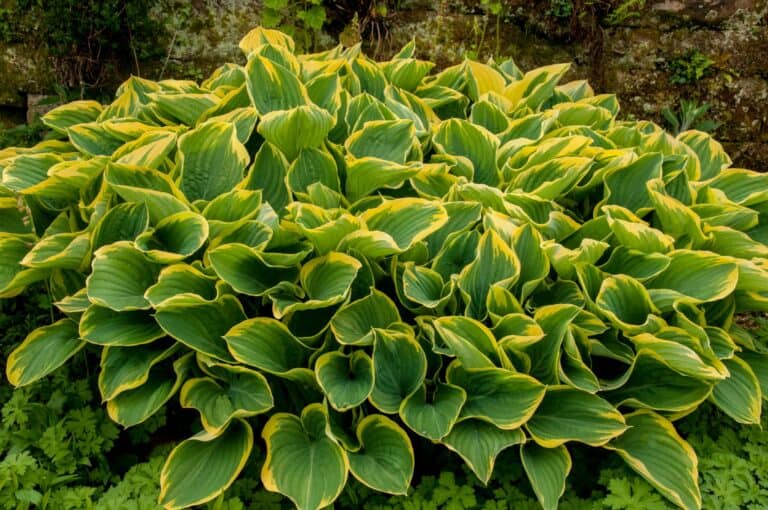 Explore the World of Giant Hostas: Growing Tips and Tricks