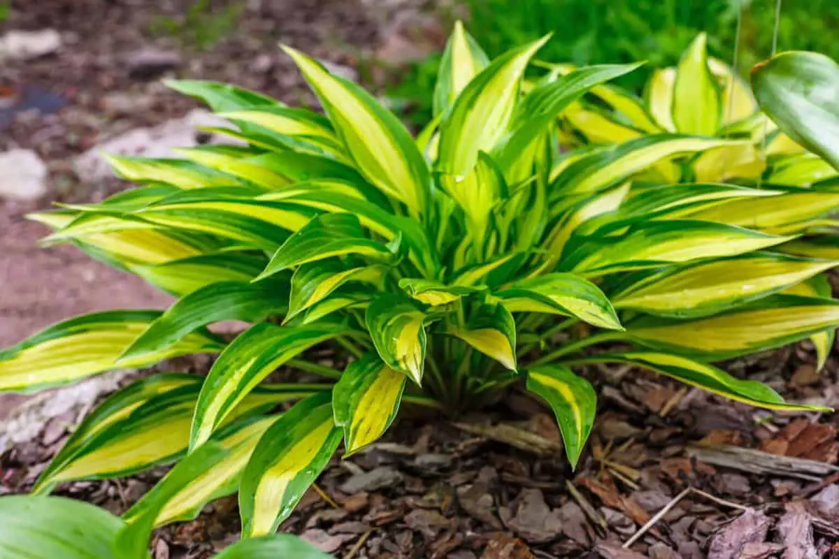 Small Hostas: Compact and Colorful Garden Wonders