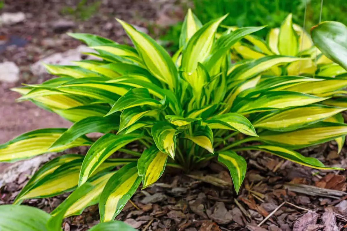 Small Hostas: Compact and Colorful Garden Wonders