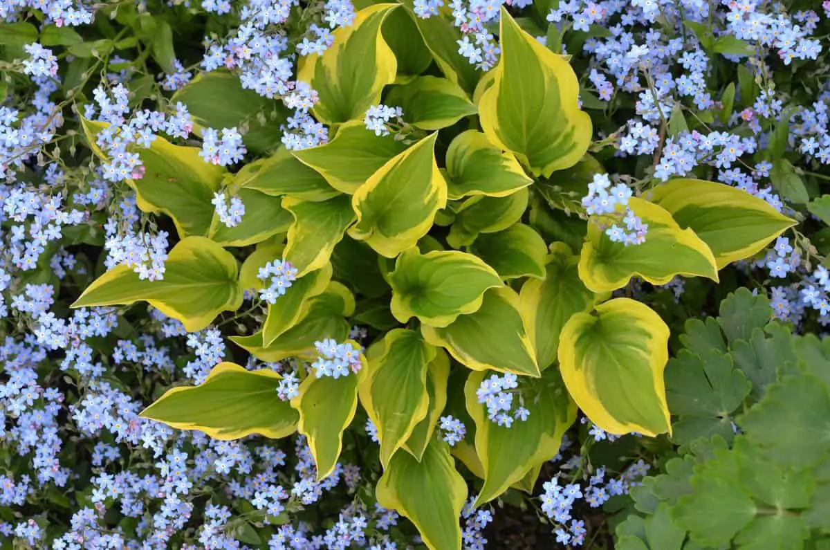 Small Hostas: Compact and Colorful Garden Wonders