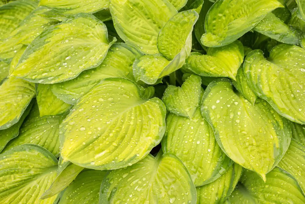 Yellow Hostas: Stunning Foliage for an Eye-Catching Garden